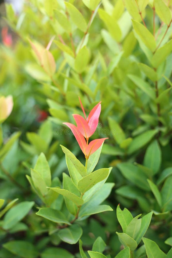 Syzygium australe stock photo. Image of leaf, bush, green - 87834522