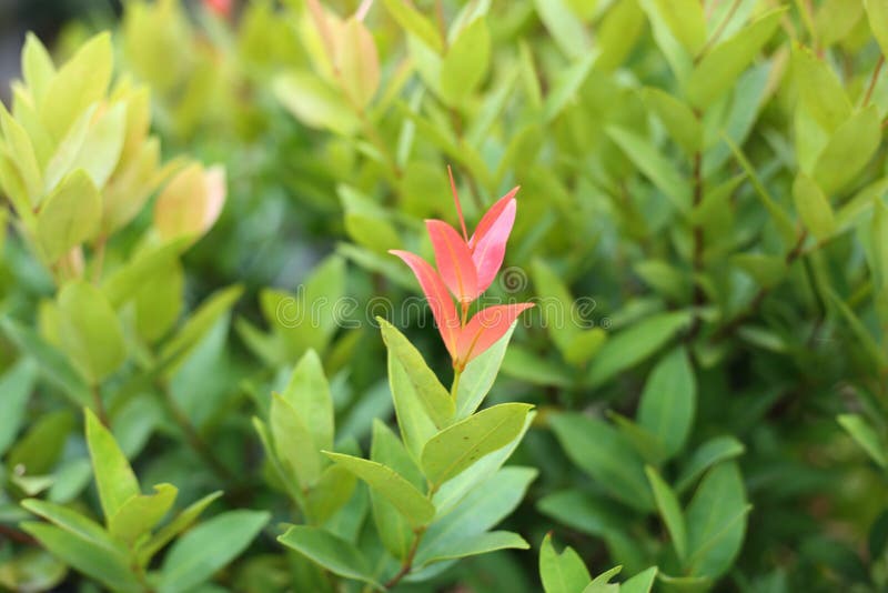 Syzygium australe stock photo. Image of nature, natural - 87834606