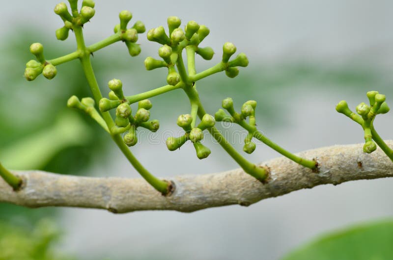 Young java plum plum stock image. Image of blossom, cumin - 231469779