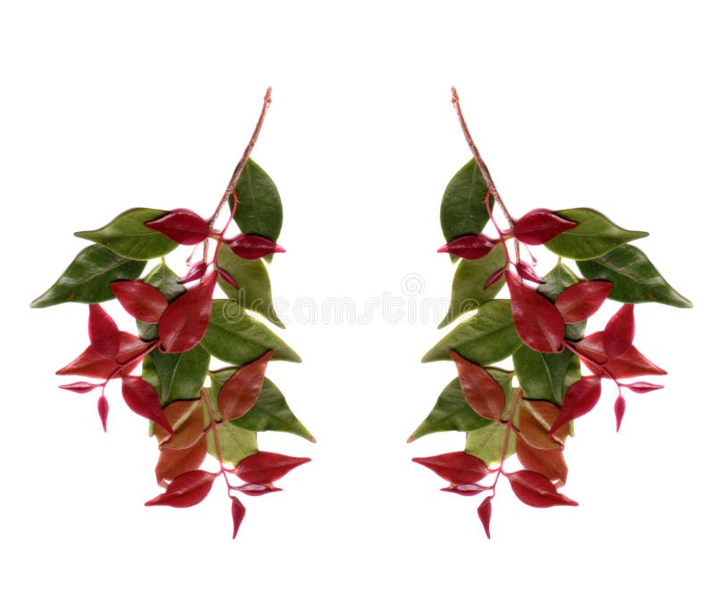 Syzygium australe tree stock image. Image of creek, australian - 30866643