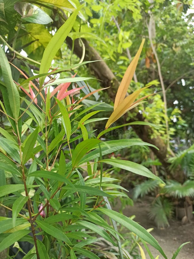 Syzygium Myrtifolium Plant in Front of House Stock Image - Image of ...