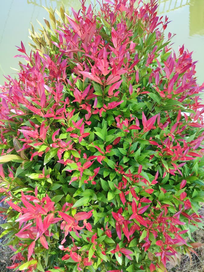 Syzygium Myrtifolium the Red Leaf Stock Image - Image of myrtifolium ...