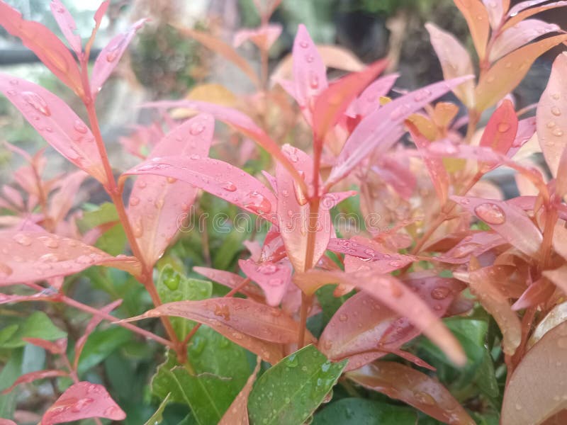 Syzygium Myrtifolium Red Shoot Plant Stock Image - Image of blossom ...