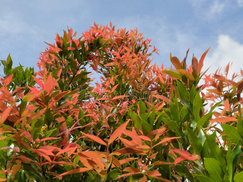 Syzygium Myrtifolium or Red Shoot Tree Stock Image - Image of maple ...