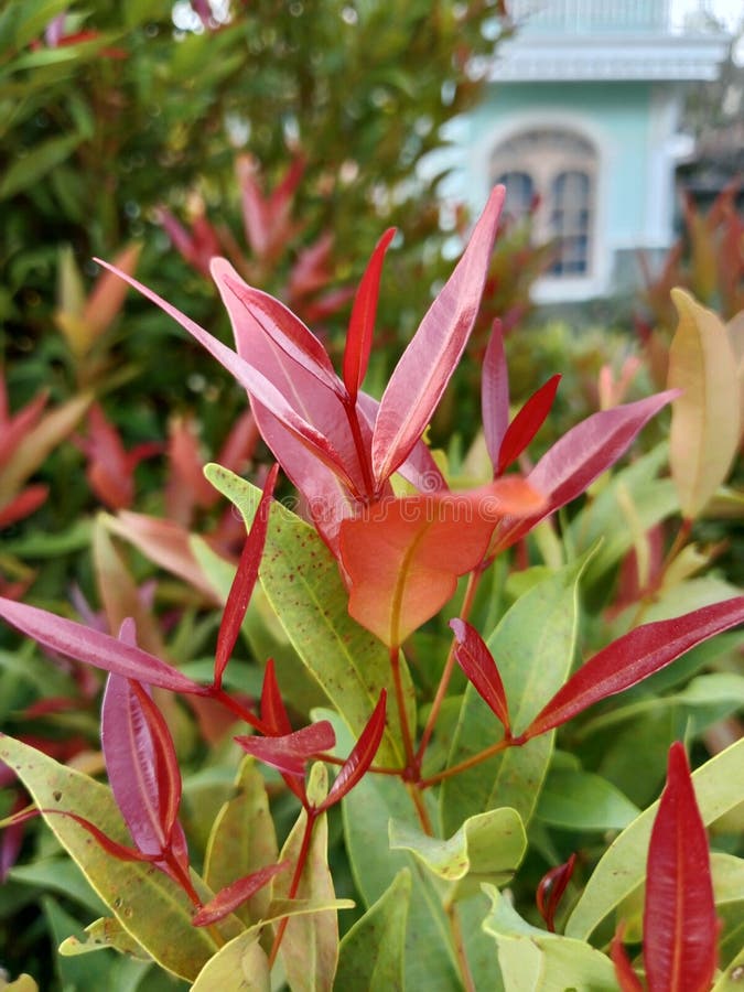 Syzygium Oleana a Plant that Symbolizes Authority Stock Photo - Image ...