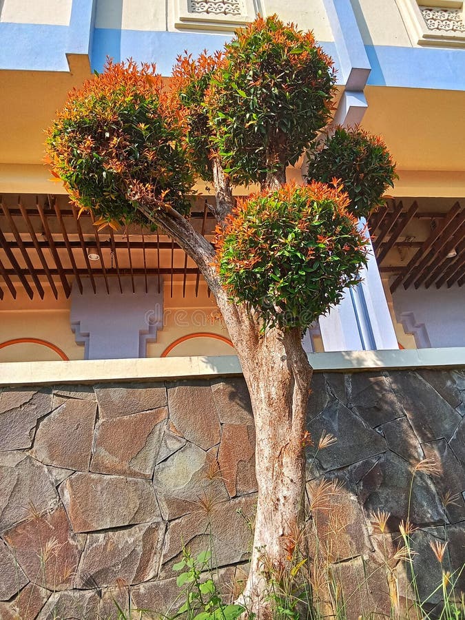 Syzygium Oleina or Red Shoot Plant Stock Image - Image of syzygium ...