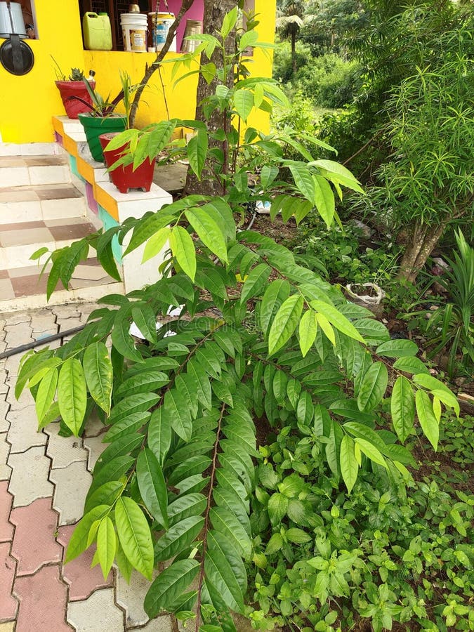 Syzygium Polyanthum Beautiful Nature Tree Stock Image - Image of tree ...