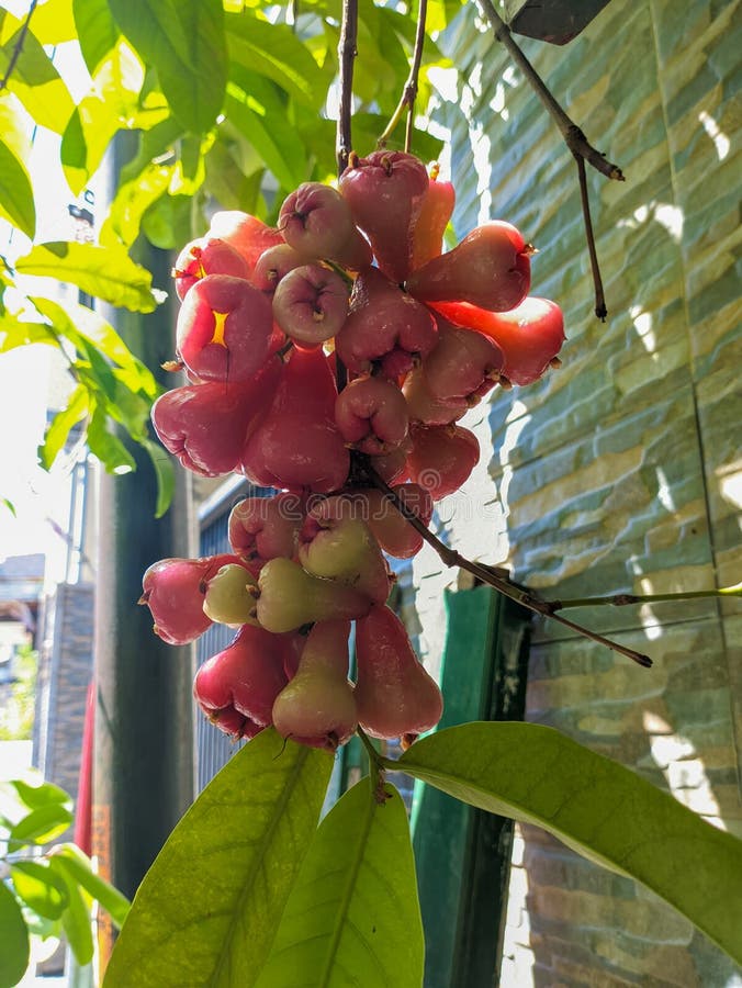 Macopa Stock Photos - Free & Royalty-Free Stock Photos from Dreamstime