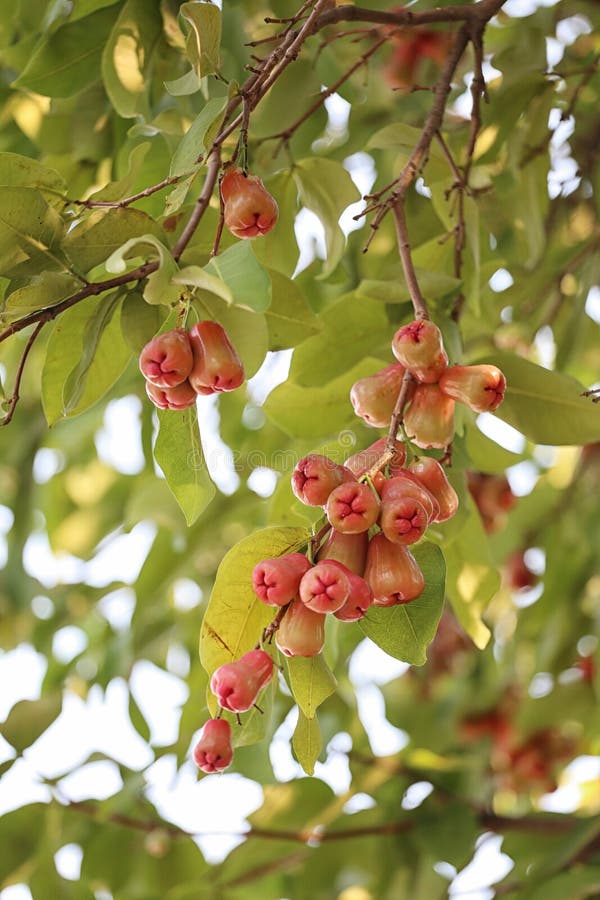 Syzygium on the tree stock photo. Image of harvest, healthy - 179939158