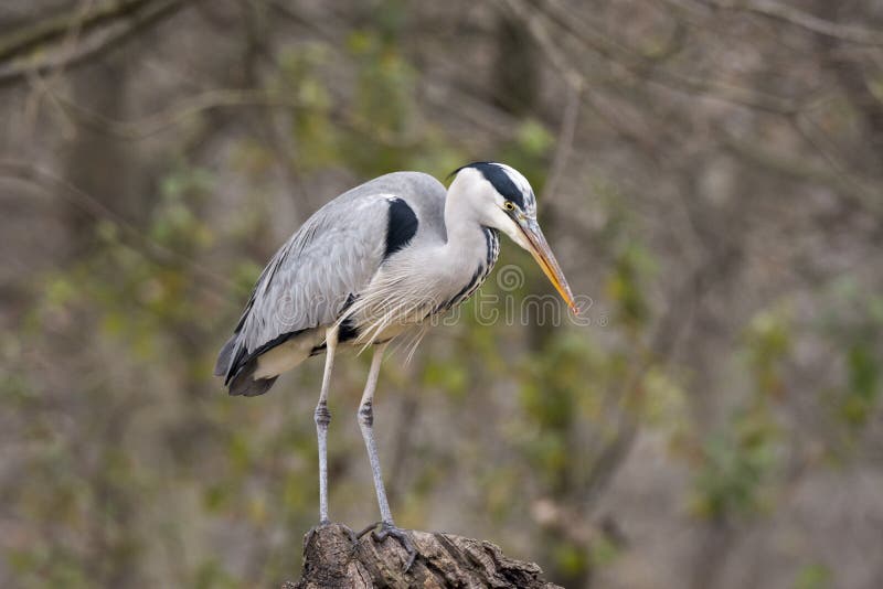 Szara Czapla Umieszcza W Wysokim Płacze Wierzbowym Drzewie W Parku ...