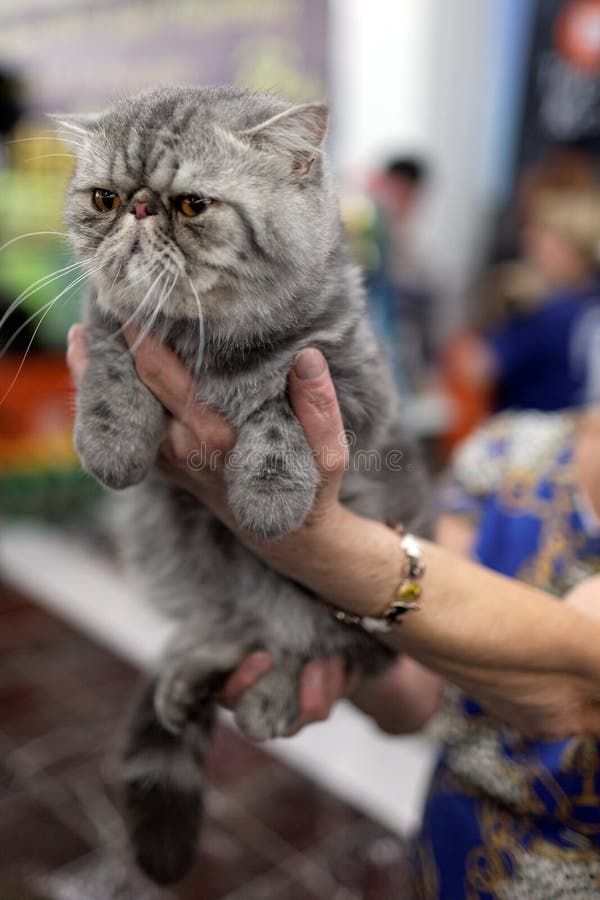 Szary kot pers zdjęcie stock. Obraz złożonej z komputer - 330214