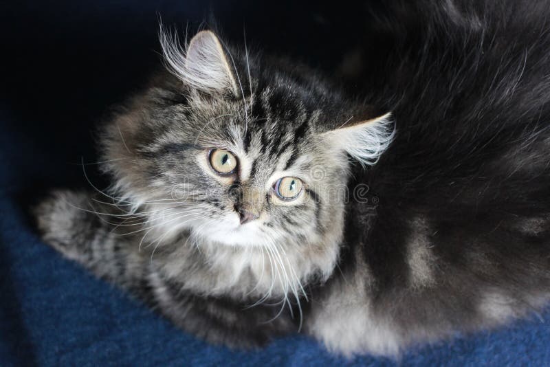 Szary kot pers zdjęcie stock. Obraz złożonej z komputer - 330214