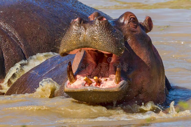 Pokazywać Zęby Ogromna Hipopotam Szczęka Obraz Stock - Obraz złożonej z ...