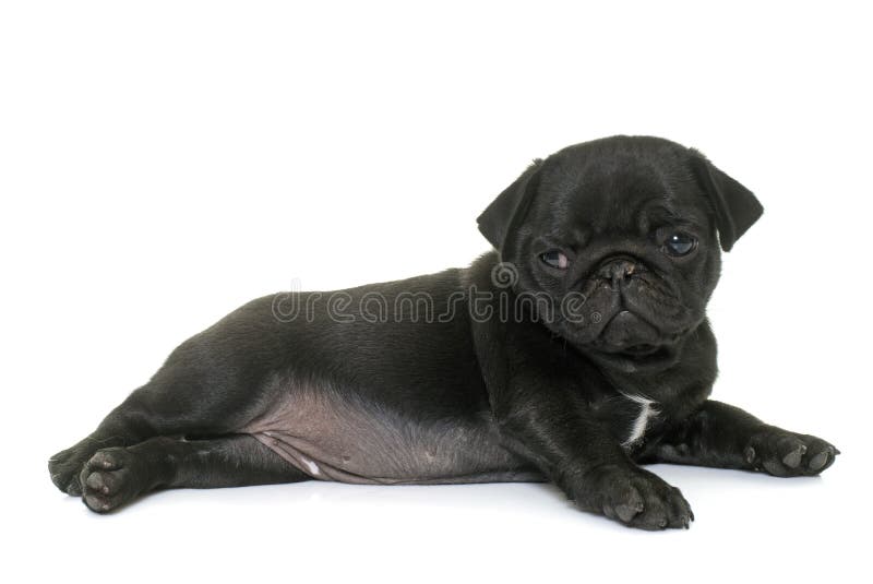 Szczeniaka czarny mops zdjęcie stock. Obraz złożonej z szczeniak - 82011978