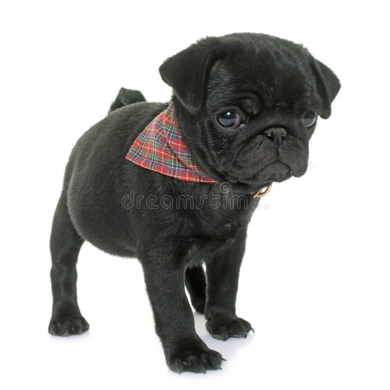 Szczeniaka czarny mops zdjęcie stock. Obraz złożonej z szczeniak - 82011978