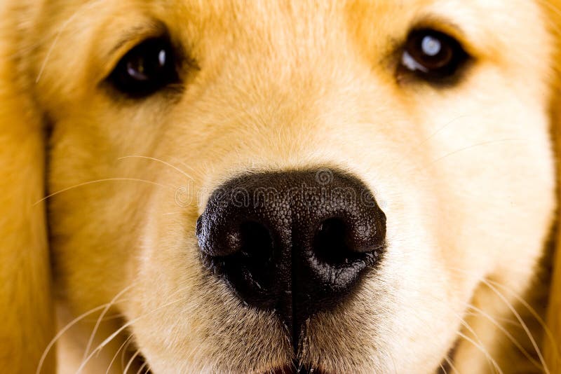 Psi nos zdjęcie stock. Obraz złożonej z sunglasses, glassful - 9114436