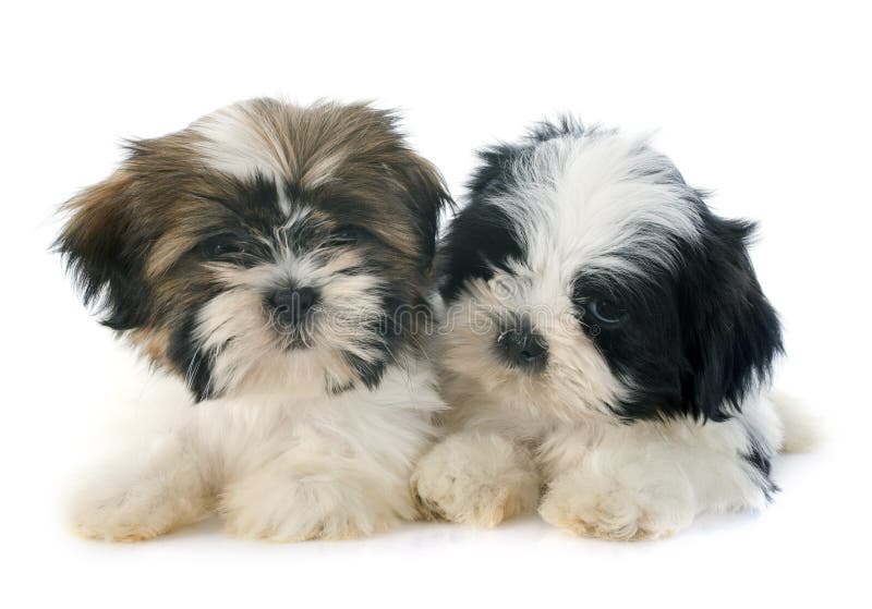 1,818 Shitzu zdjęć stockowych - bezpłatne i z licencją Royalty Free od ...