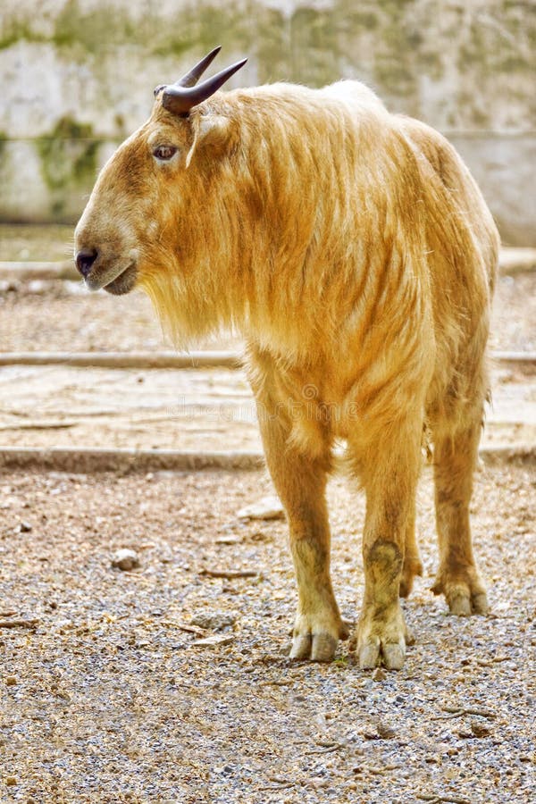 Szechwan Takin. stock image. Image of fleece, china, goat - 57125903