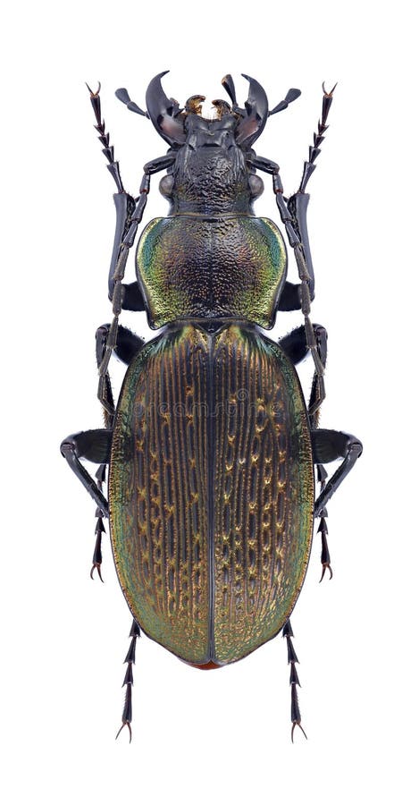 Kever Carabus Pustulifer Pustulifer Stock Afbeelding - Image of ...