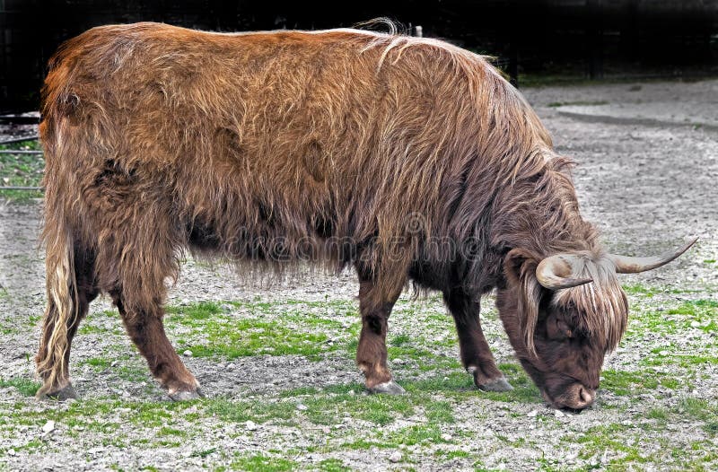 1,056 Szkocka Krowa Zdjęcia - Bezpłatne i z licenncją Royalty-Free ...