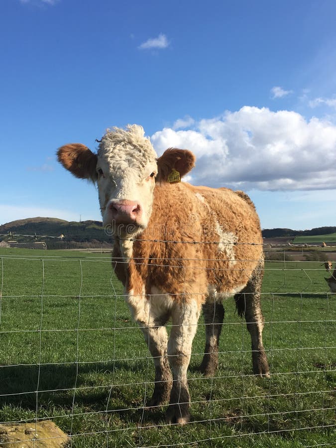 1,056 Szkocka Krowa Zdjęcia - Bezpłatne i z licenncją Royalty-Free ...