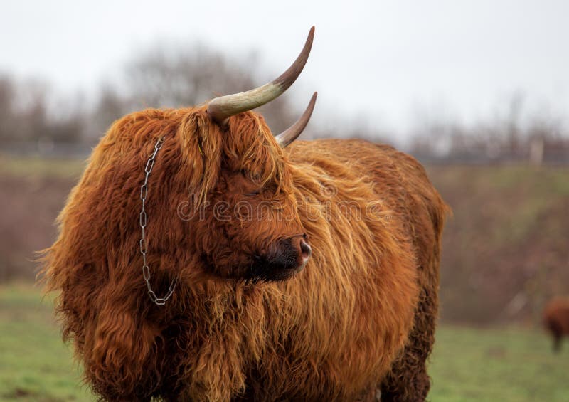 1,056 Szkocka Krowa Zdjęcia - Bezpłatne i z licenncją Royalty-Free ...