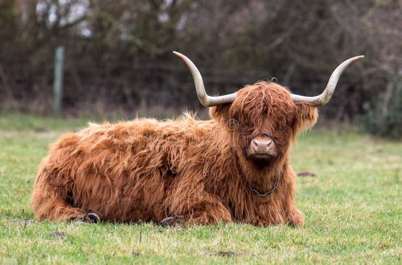 1,056 Szkocka Krowa Zdjęcia - Bezpłatne i z licenncją Royalty-Free ...