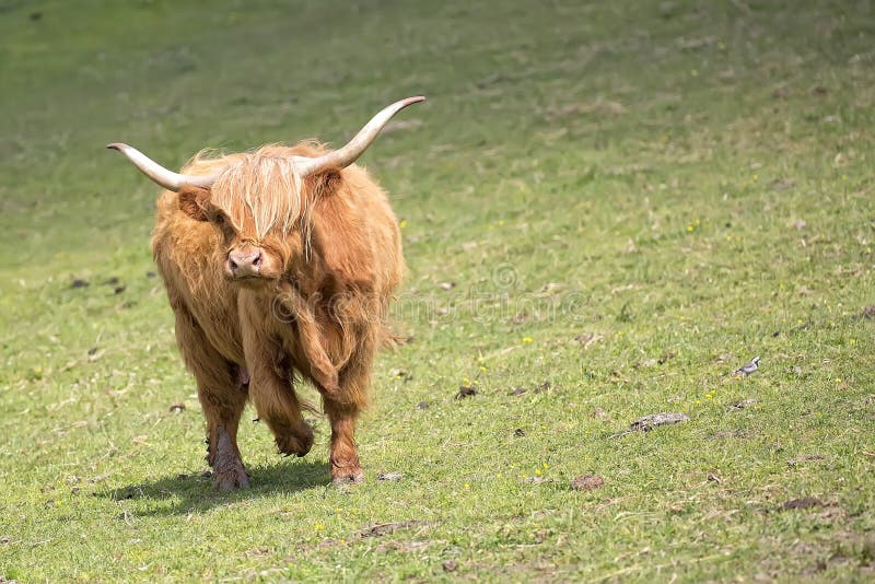 1,056 Szkocka Krowa Zdjęcia - Bezpłatne i z licenncją Royalty-Free ...