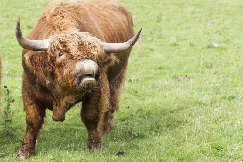 1,056 Szkocka Krowa Zdjęcia - Bezpłatne i z licenncją Royalty-Free ...