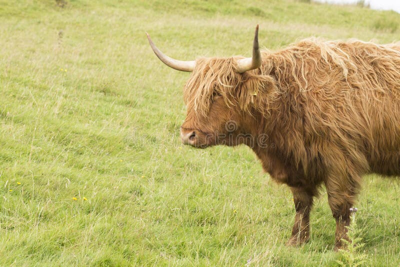 805 Szkocka Krowa Zdjęcia - Bezpłatne i z licenncją Royalty-Free ...