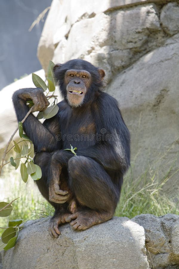 Szympans 15 zdjęcie stock. Obraz złożonej z szympans, krewny - 2684654