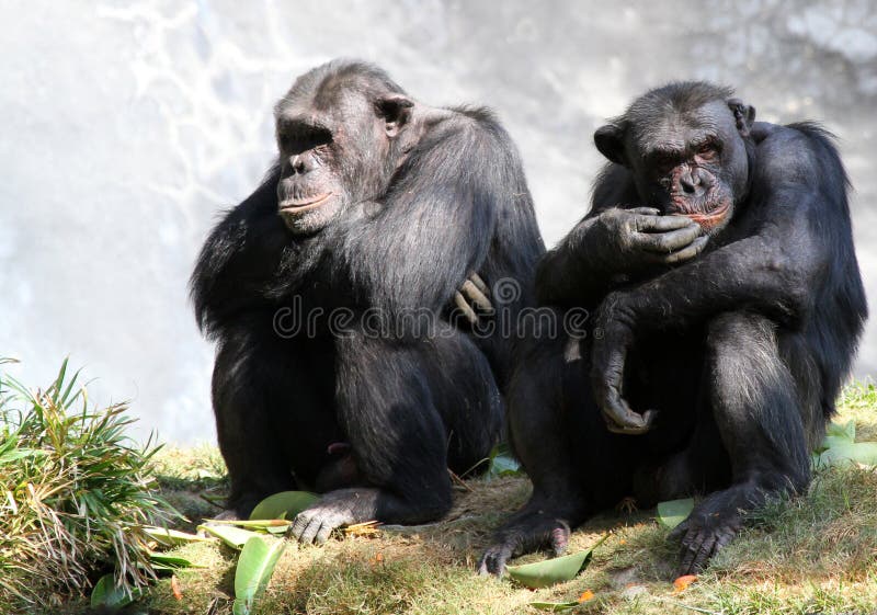 Szyimpanse obraz stock. Obraz złożonej z przyroda, skała - 22471679