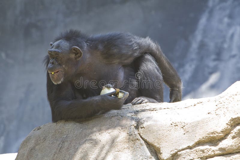 Szympans 15 zdjęcie stock. Obraz złożonej z szympans, krewny - 2684654