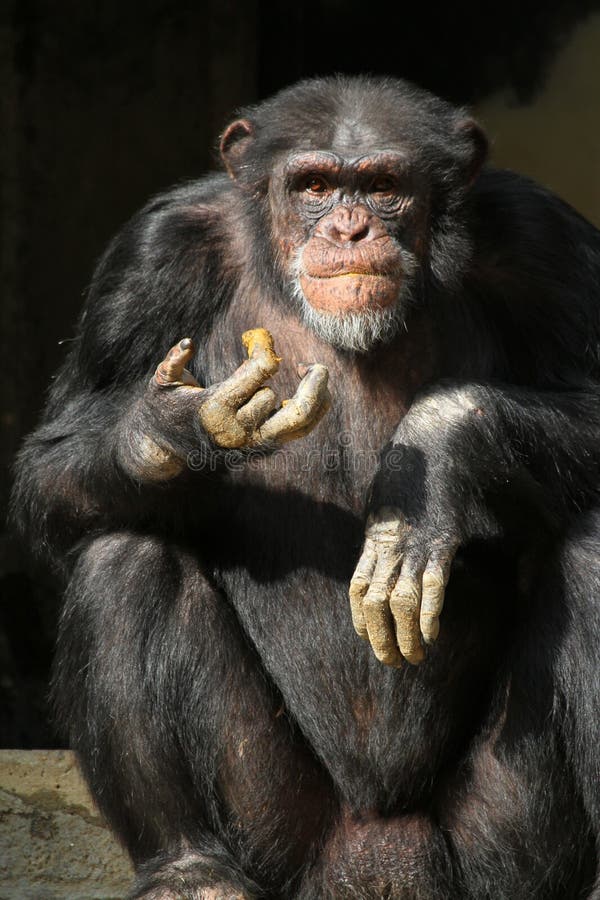 śmieszny dziecko szympans zdjęcie stock. Obraz złożonej z ssak - 9644482