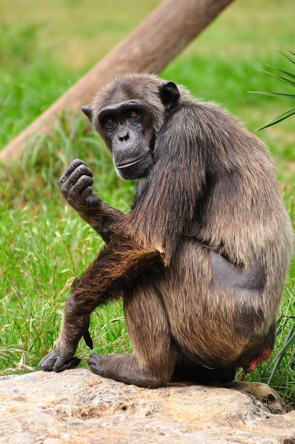 Szympans Zdjęcia Stock - Pobierz 8,620 Zdjęcia Royalty Free