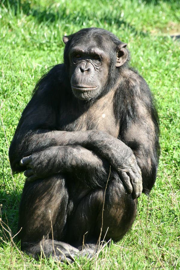 Szympans obraz stock. Obraz złożonej z oczy, intelektualista - 39309531
