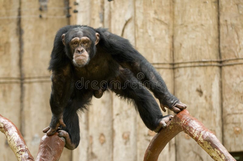 Szympans 15 zdjęcie stock. Obraz złożonej z szympans, krewny - 2684654