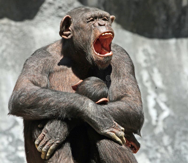 Szympans zdjęcie stock. Obraz złożonej z lyme, małpa - 73561384