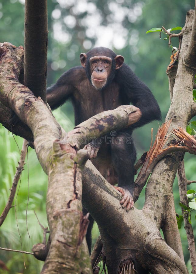 Szympans obraz stock. Obraz złożonej z śliczny, czerń - 57381727