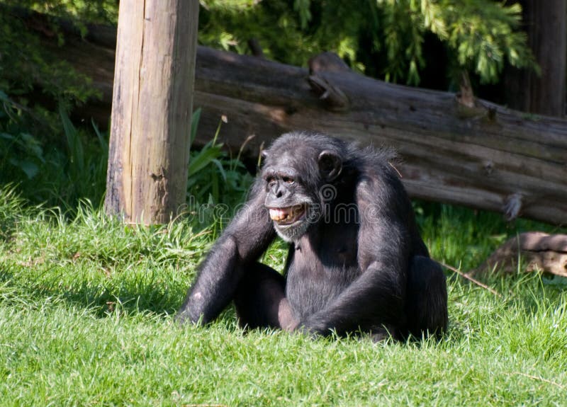 Zęby Szyimpansów obraz stock. Obraz złożonej z małpa, klasyk - 9298693