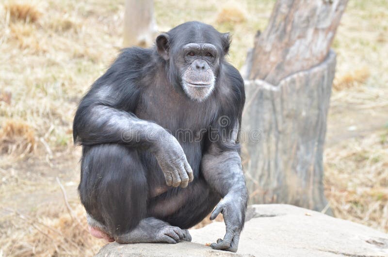 Szympans dziewczyna 5 zdjęcie stock. Obraz złożonej z drzewo - 42252310