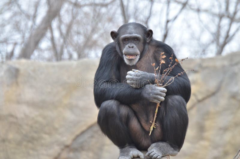 Szympans dziewczyna 5 zdjęcie stock. Obraz złożonej z drzewo - 42252310