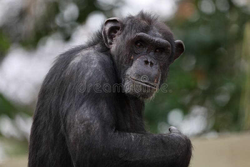 Szympans obraz stock. Obraz złożonej z afryka, małpa - 138413143