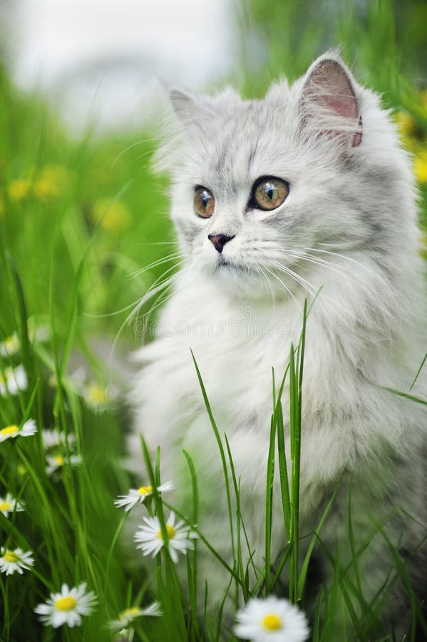 Perski szynszylowy kot zdjęcie stock. Obraz złożonej z zakończenie ...