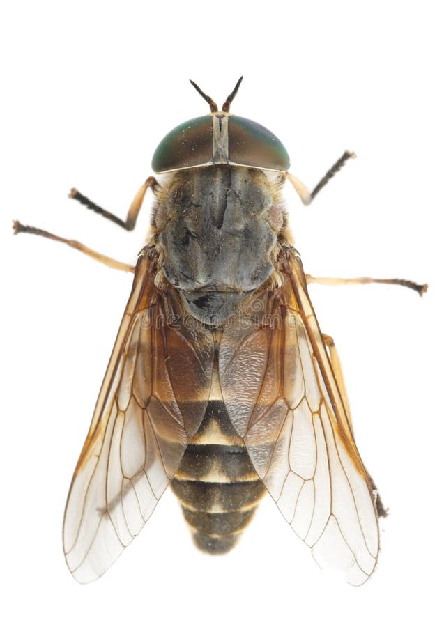 Tábano foto de archivo. Imagen de monstruo, animal, sucio - 26509084