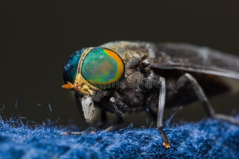 Tábano imagen de archivo. Imagen de color, macro, caballo - 26668087