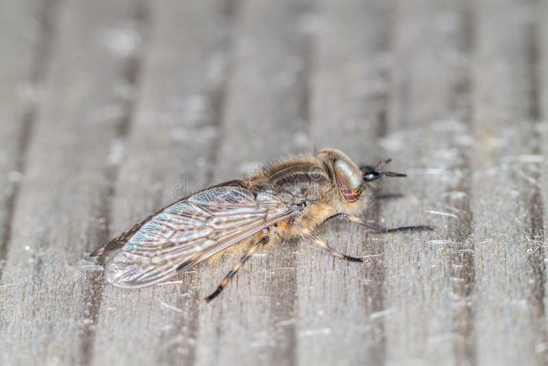 La Mosca De Caballo Es Una Mosca De La Familia Tabanidae Foto de ...