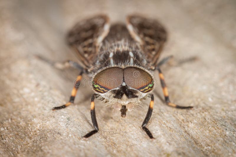 La Mosca De Caballo Es Una Mosca De La Familia Tabanidae Foto de ...