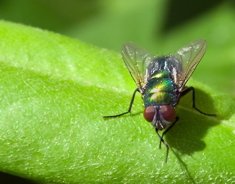 Tábano imagen de archivo. Imagen de cubo, bicho, primer - 5679715