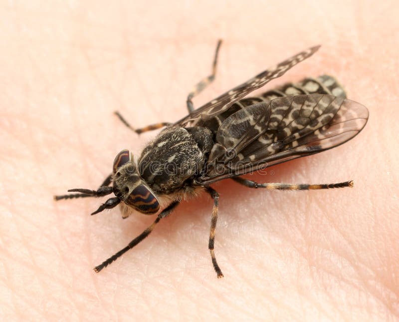 Tábano En La Piel Humana Lista Para Morder Imagen de archivo - Imagen ...